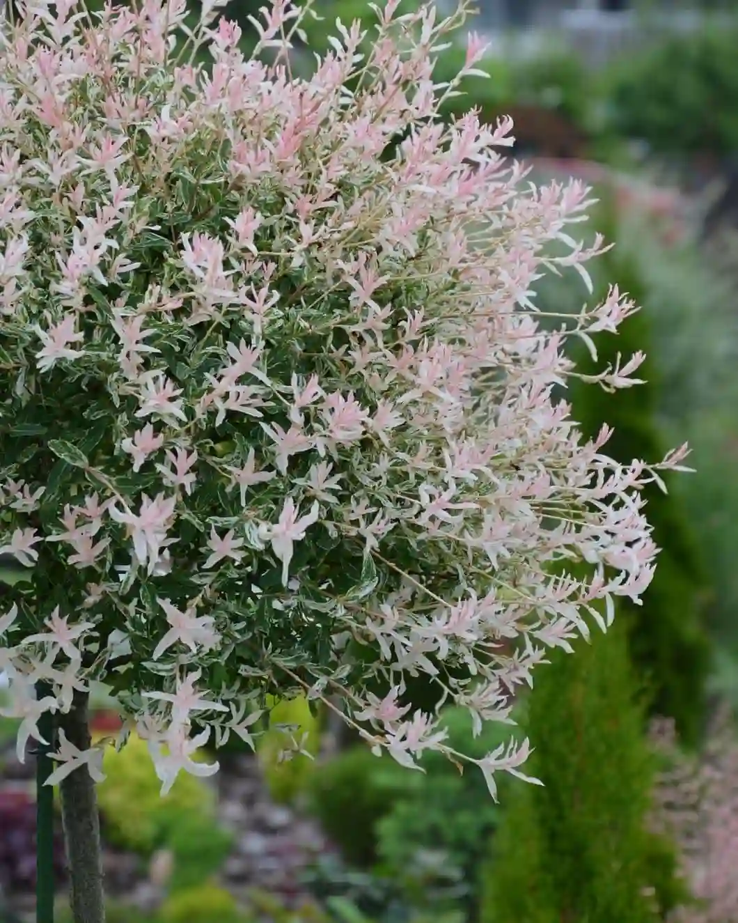 Plant FAQs: Salix Hakuro Nishiki - Dappled Willow