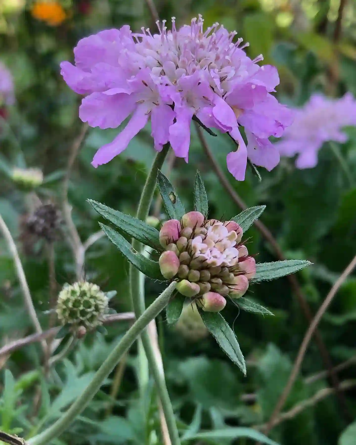 Plant FAQs: Scabiosa Columbaria