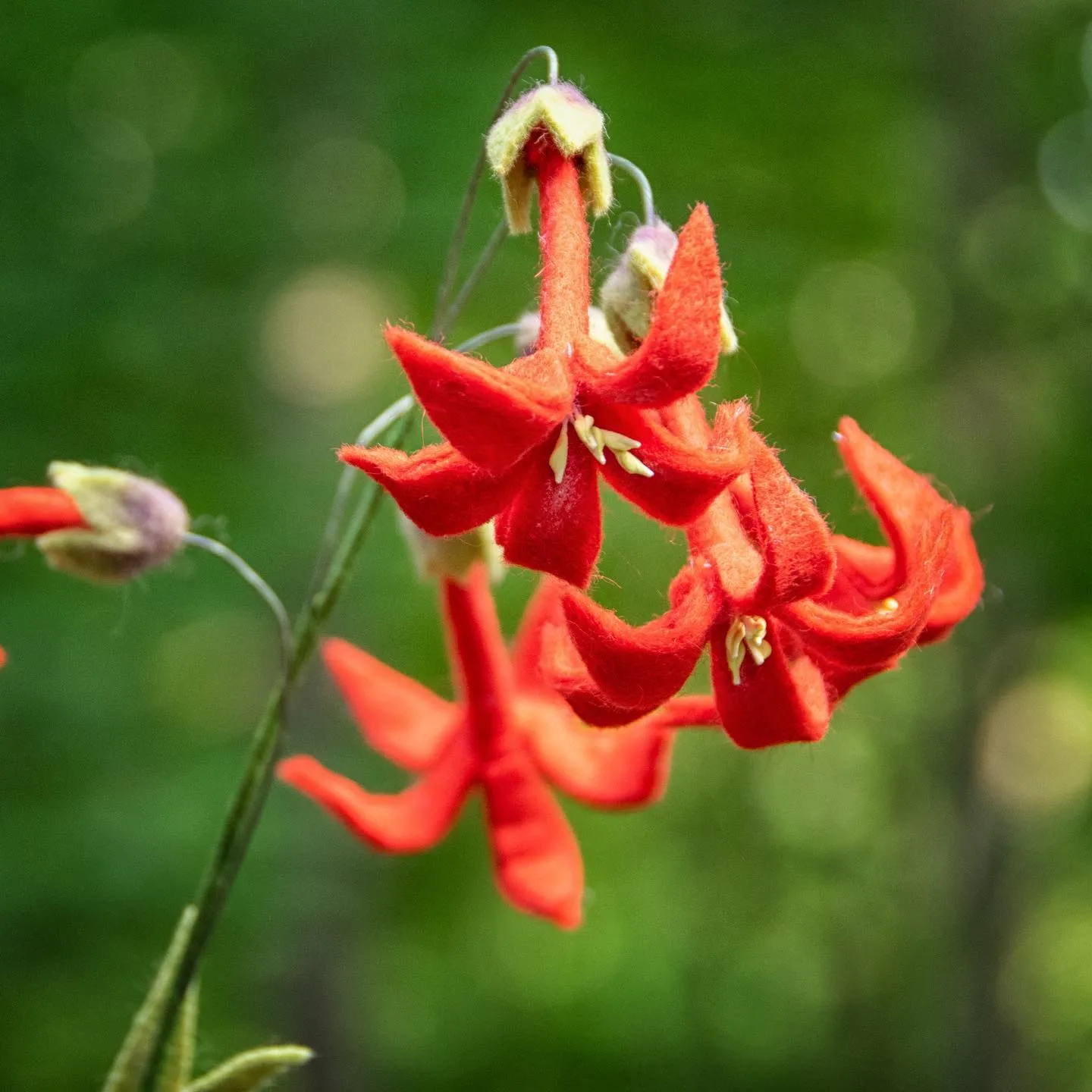 Plant FAQs: Scarlet Gilia - Ipomopsis Aggregata