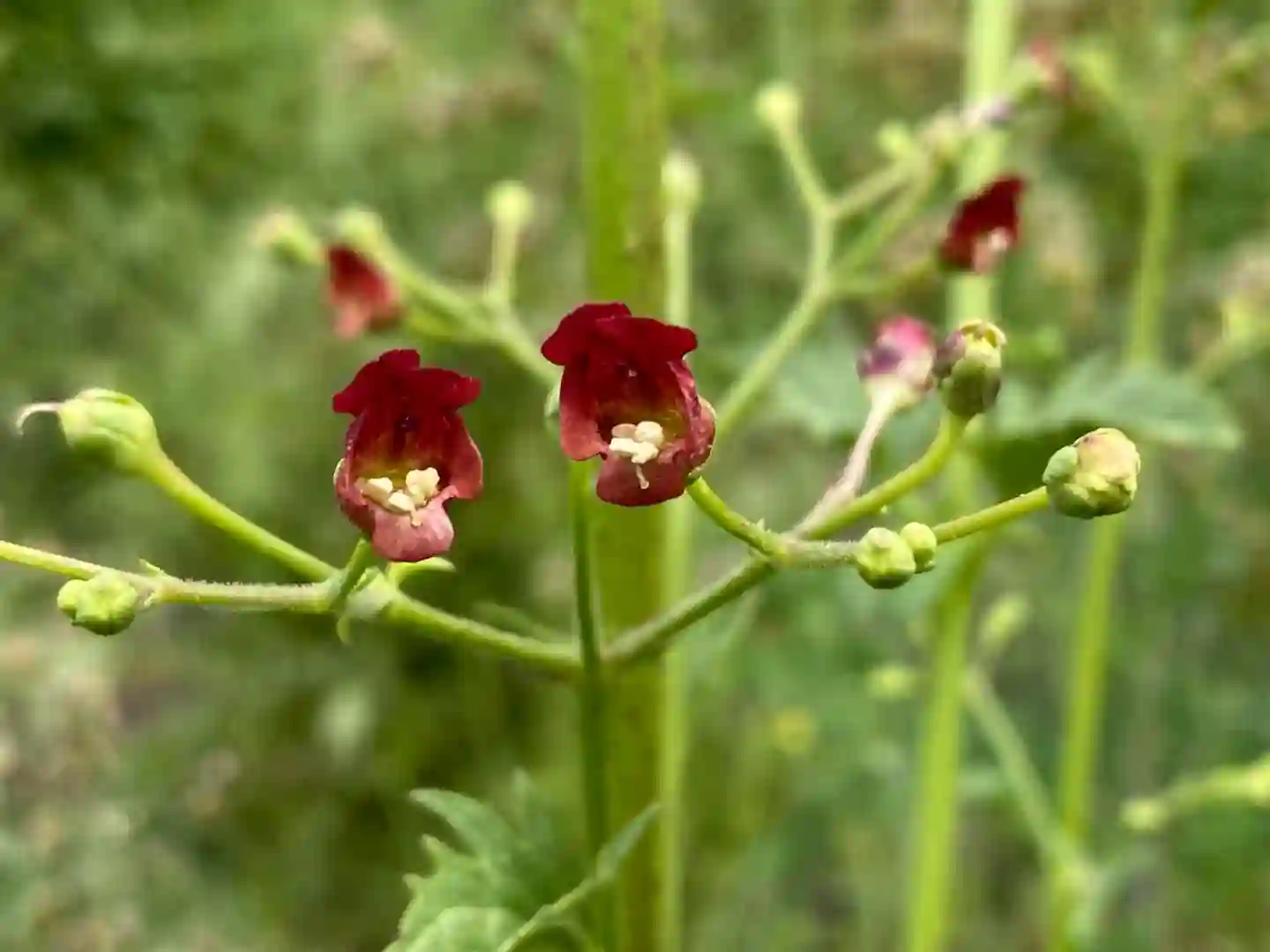 Plant FAQs: California Figwort - Scrophularia Californica