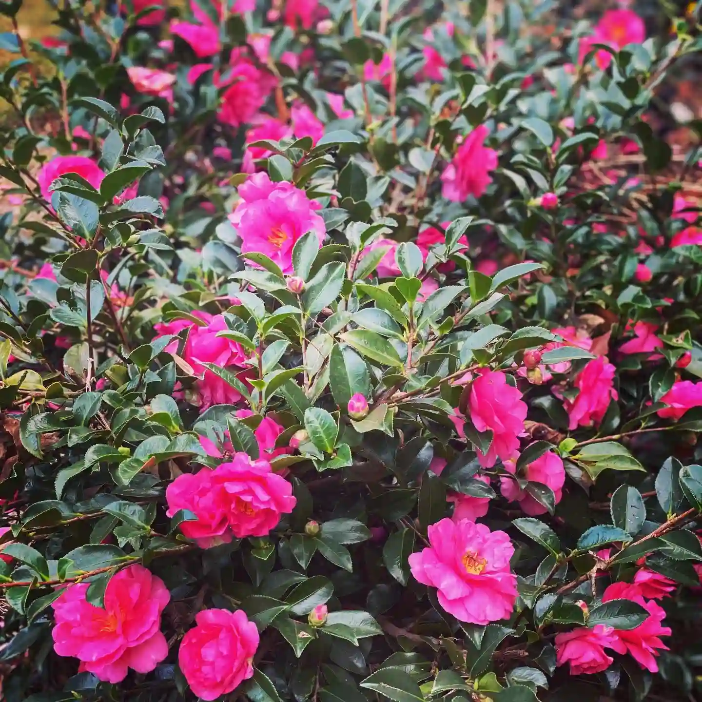 Plant FAQs: Shi Shi Camellia