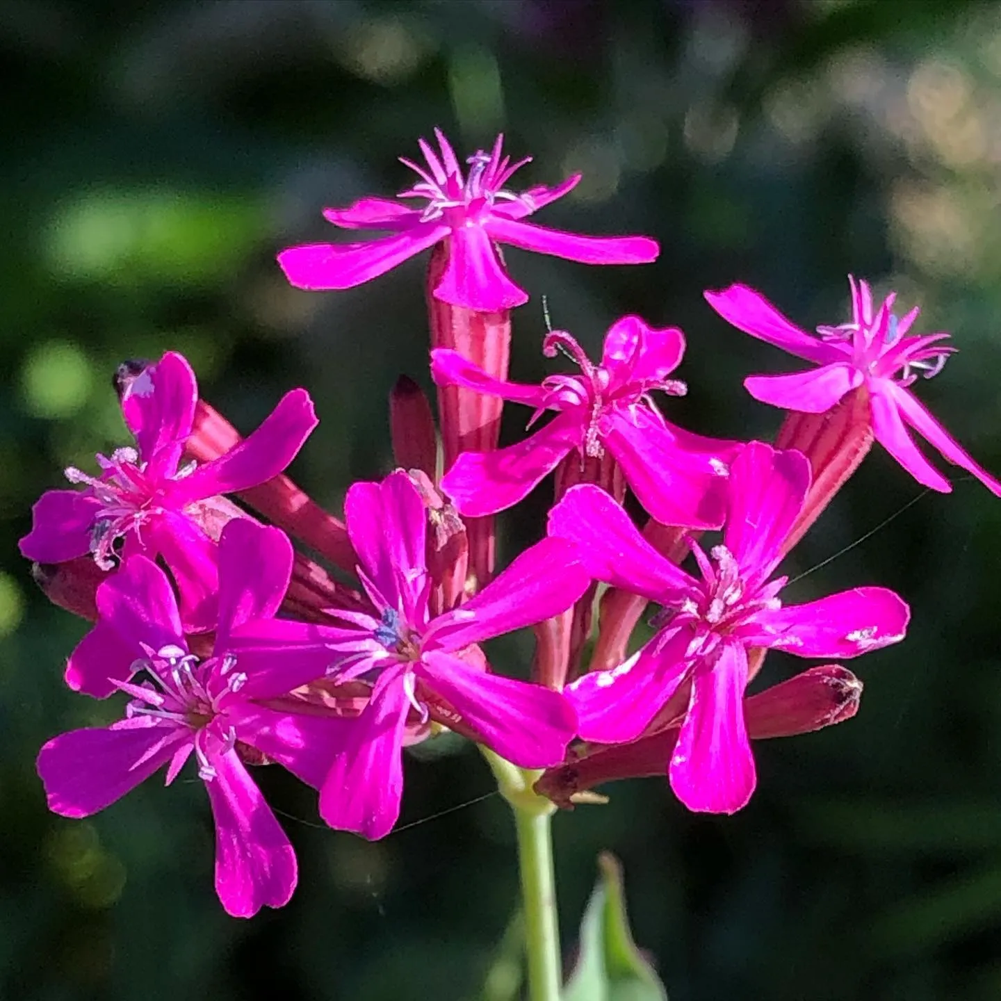 Plant FAQs: Silene Armeria - Atocion Armeria - Catchfly