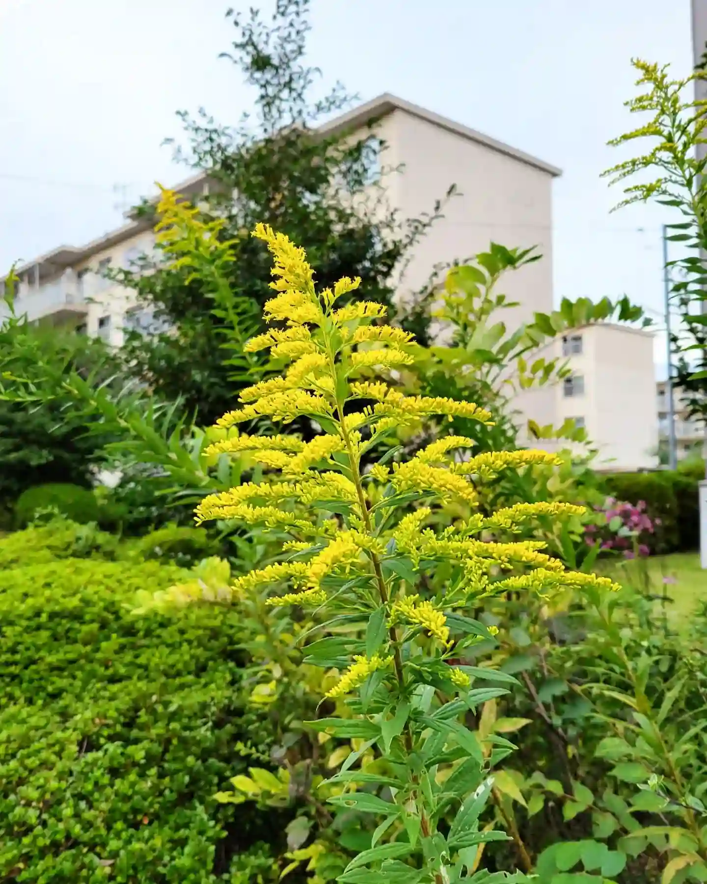 Plant FAQs: Solidago Altissima - Tall Goldenrod
