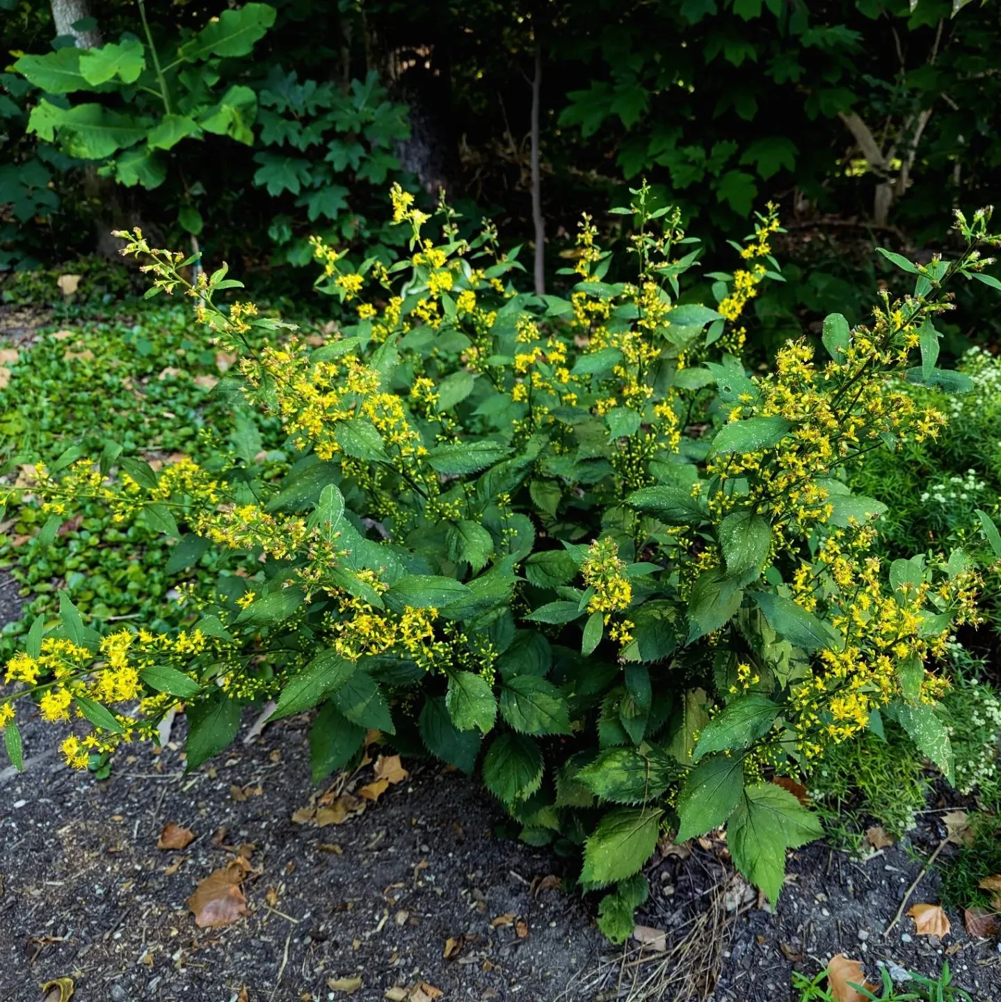 Plant FAQs: Solidago Flexicaulis - Zigzag Goldenrod