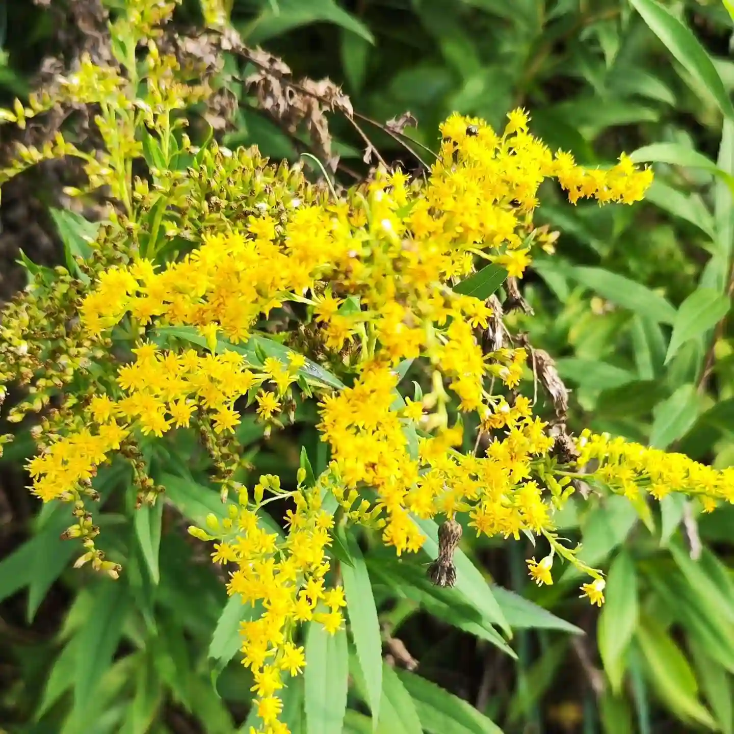 Plant FAQs: Solidago Gigantea - Giant Goldenrod