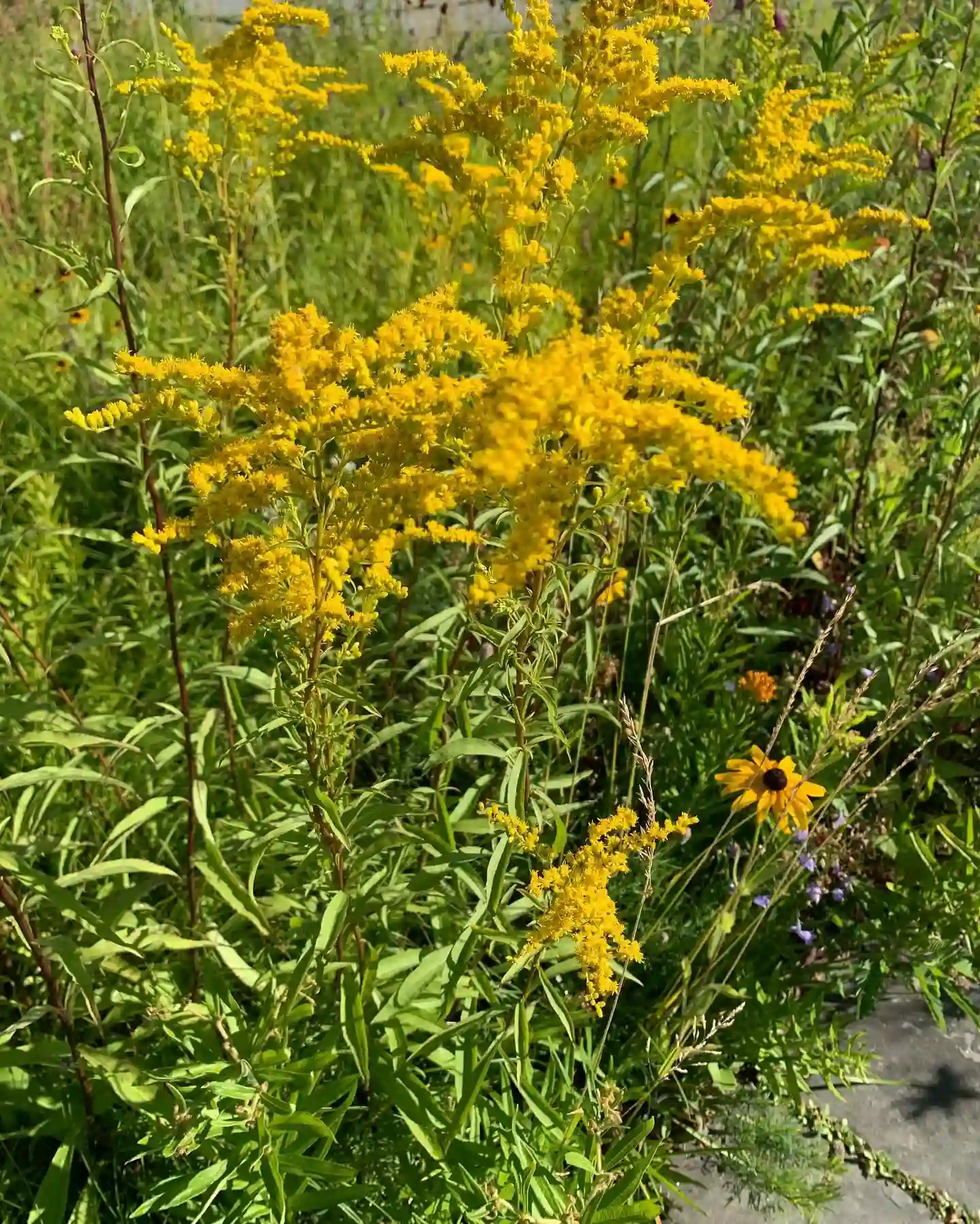 Plant FAQs: Solidago Juncea - Early Goldenrod
