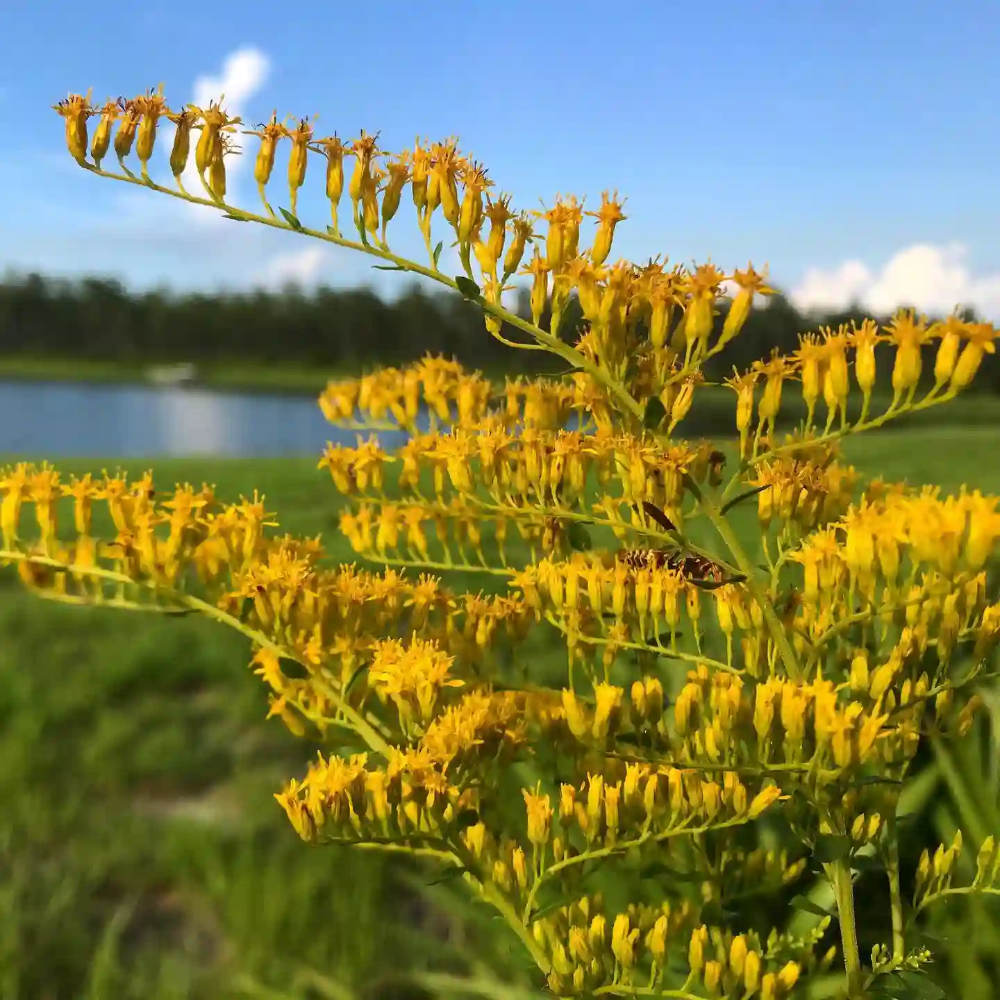 Plant FAQs: Solidago Odora - Sweet Goldenrod