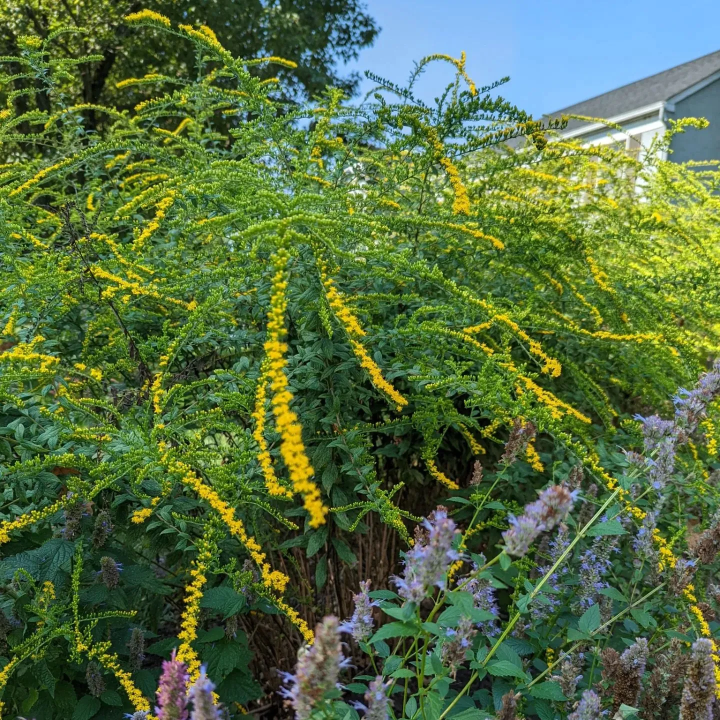 Plant FAQs: Solidago Rugosa - Rough Goldenrod
