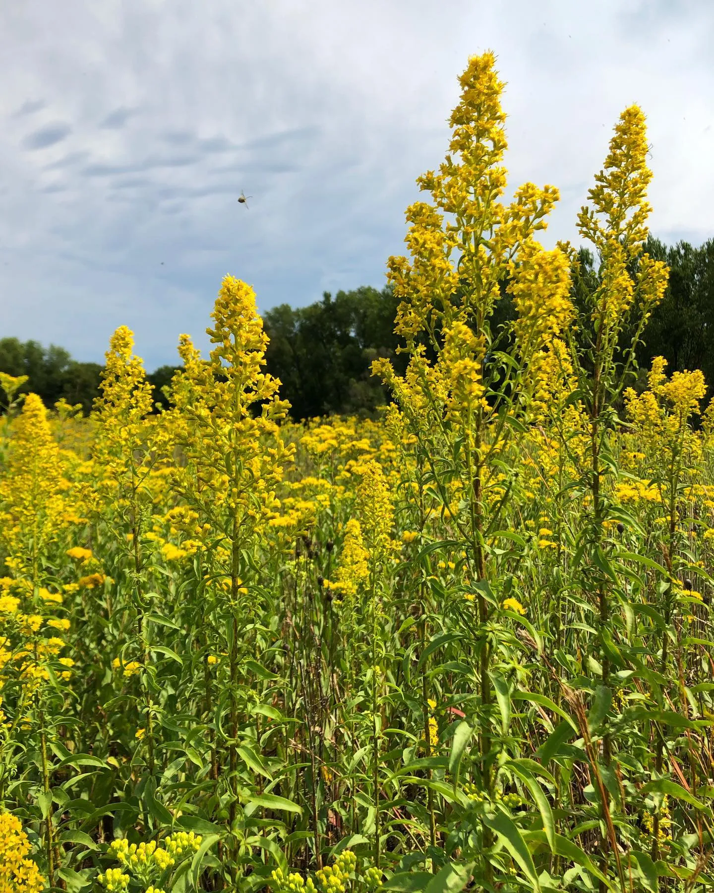 Plant FAQs: Solidago Speciosa - Showy Goldenrod