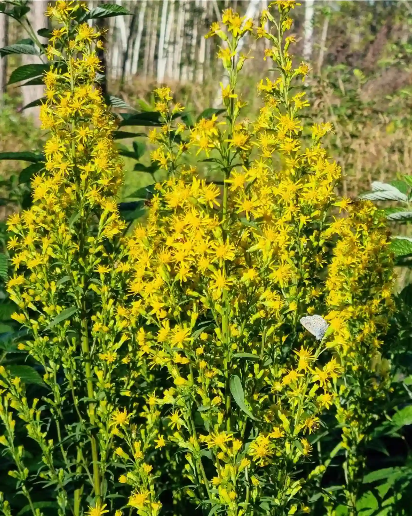 Plant FAQs: Solidago Virgaurea - European Goldenrod
