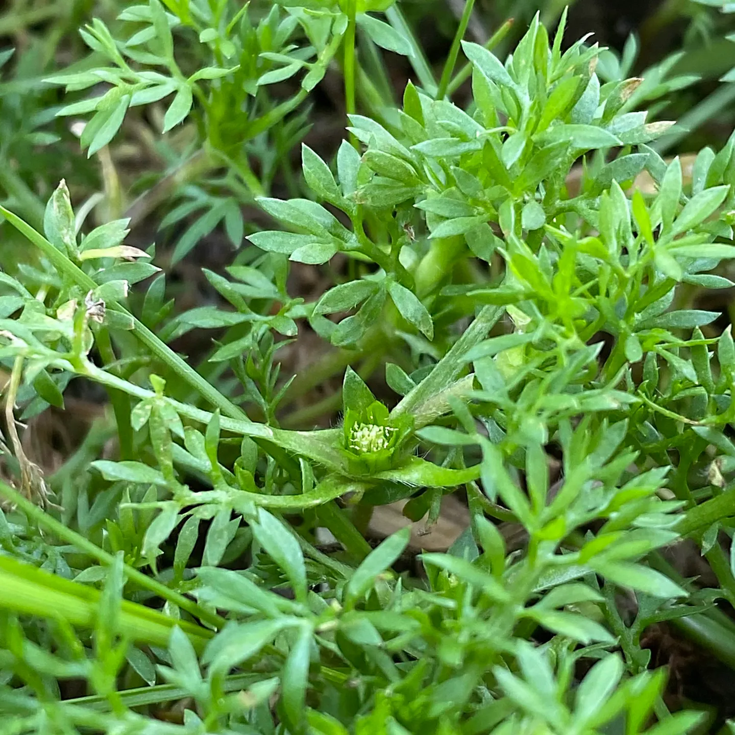 Plant FAQs: Soliva Sessilis