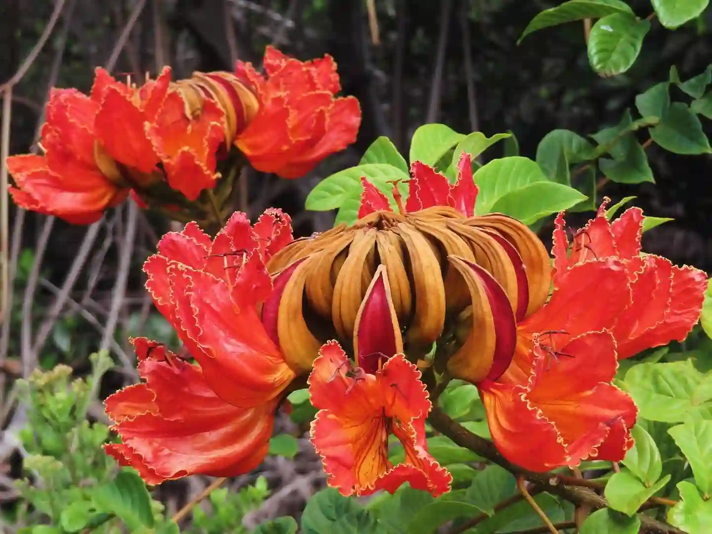 Plant FAQs: Spathodea Campanulata - African Tulip Tree