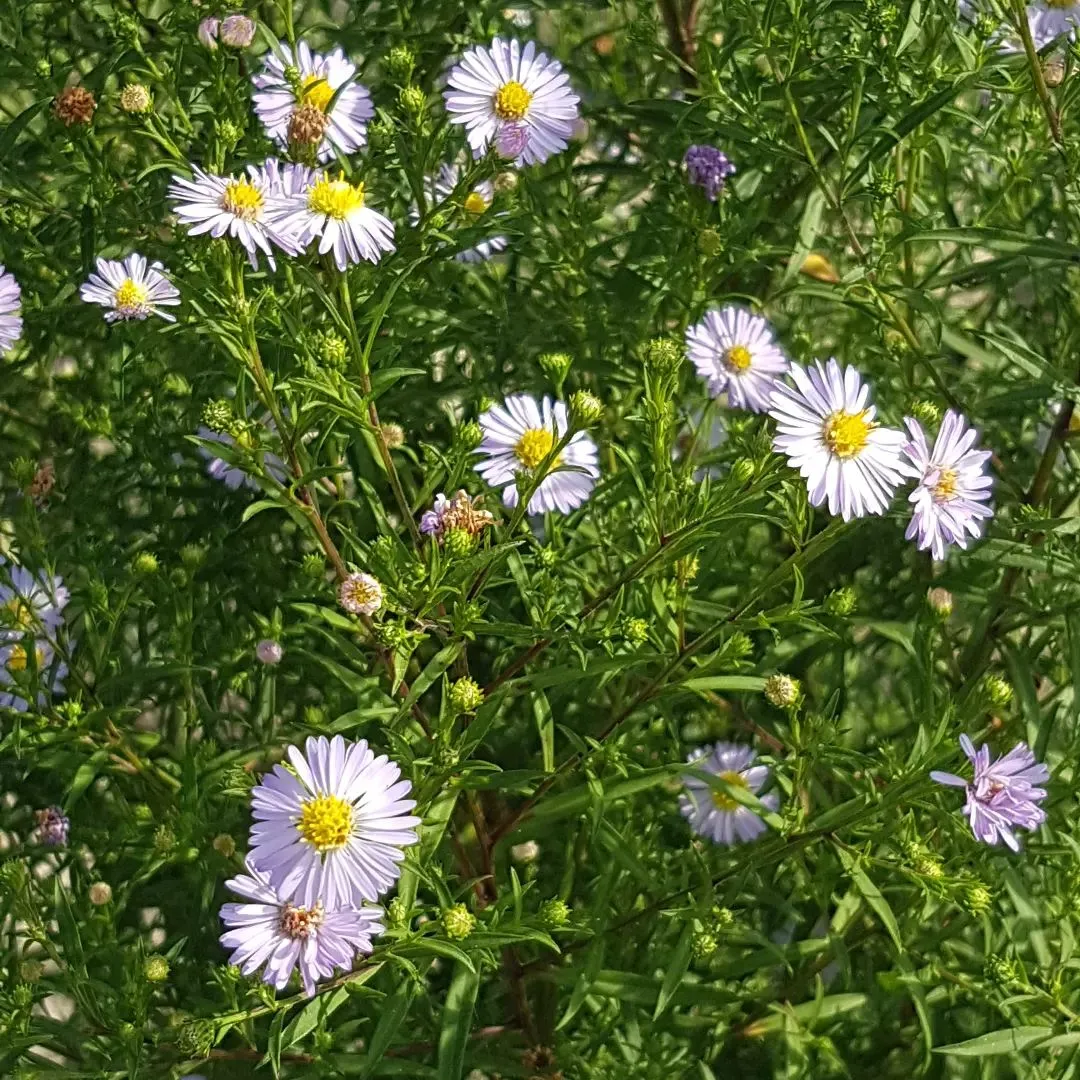 Plant FAQs: Symphyotrichum Lanceolatum - White Panicled Aster