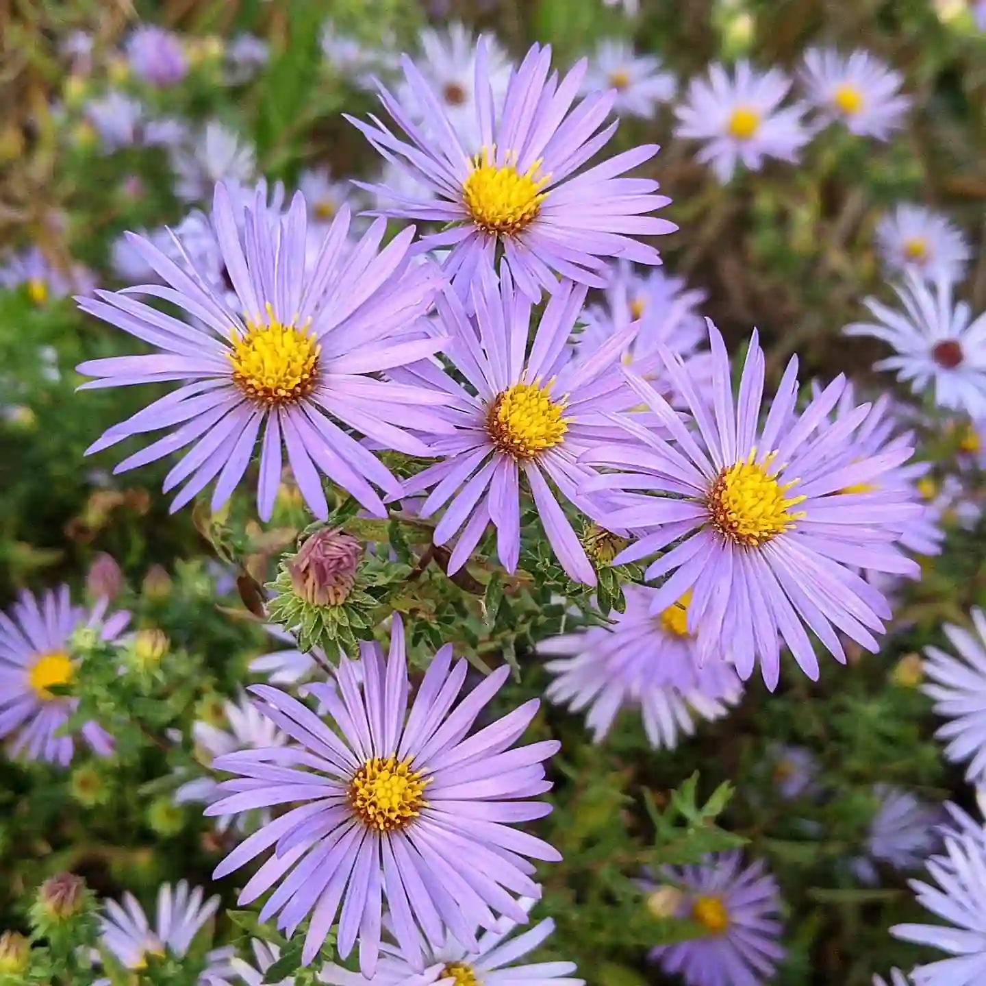 Plant FAQs: Symphyotrichum Oblongifolium - Narrow-Leaved Aster