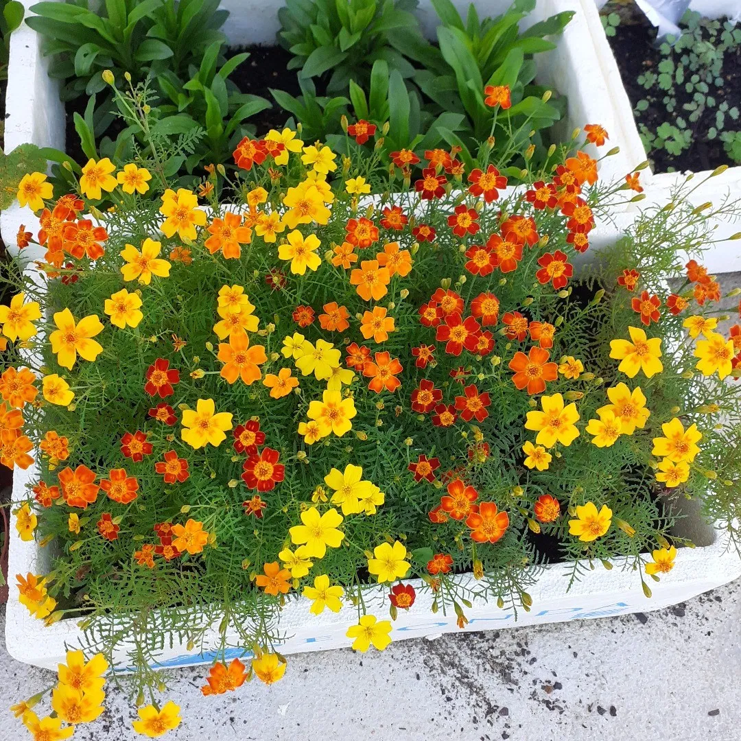 Plant FAQs: Tagetes Tenuifolia - Signet Marigold - Lemon Marigold