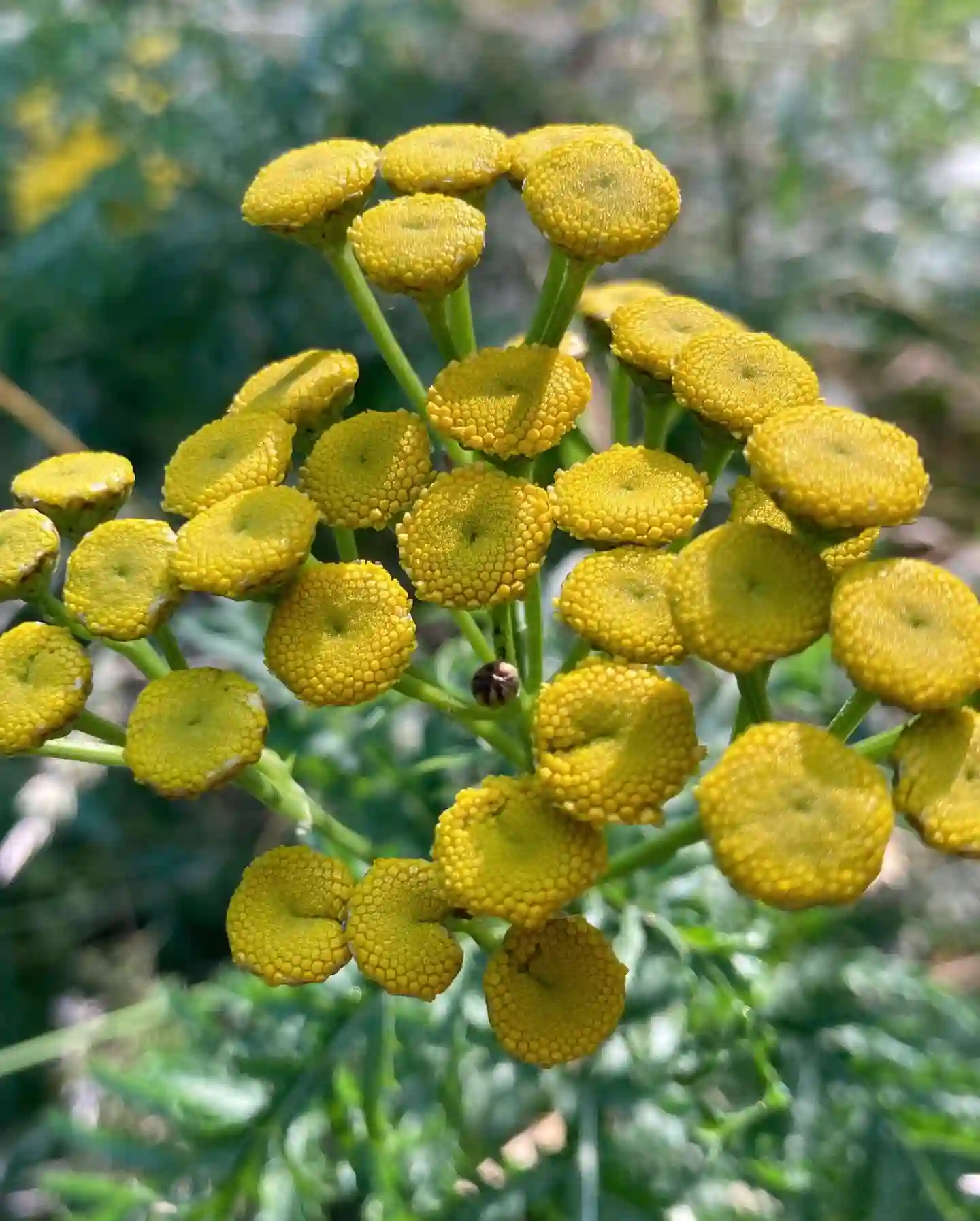 Plant FAQs: Tanacetum Vulgare - Tansy