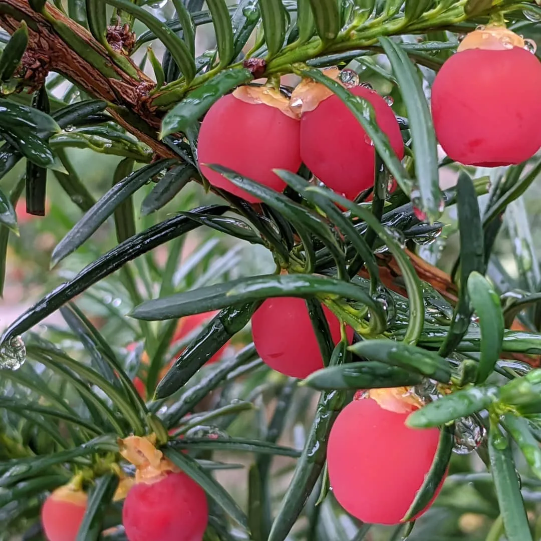 Plant FAQs: Taxus Media