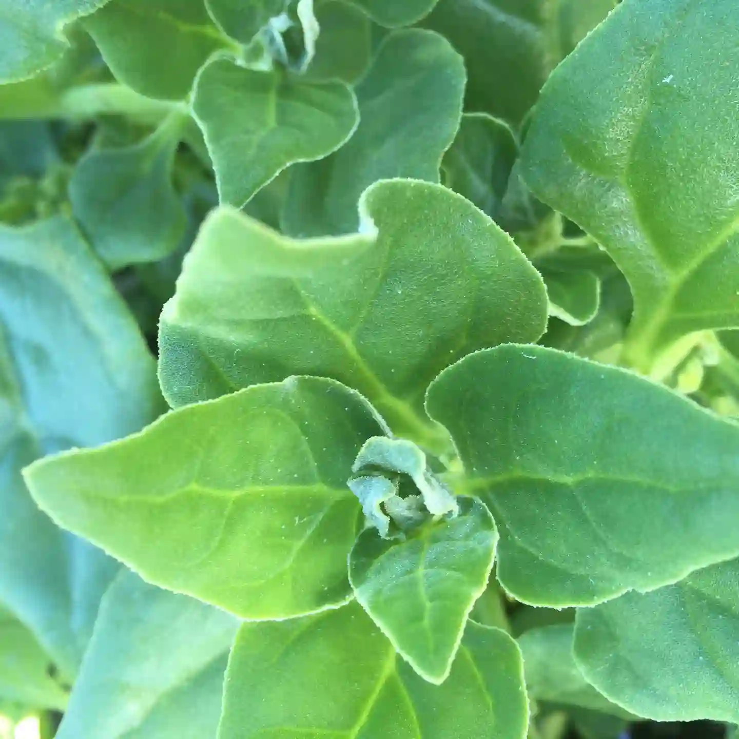 Plant FAQs: Tetragonia Expansa/Tetragonia Tetragonioides - New Zealand ...