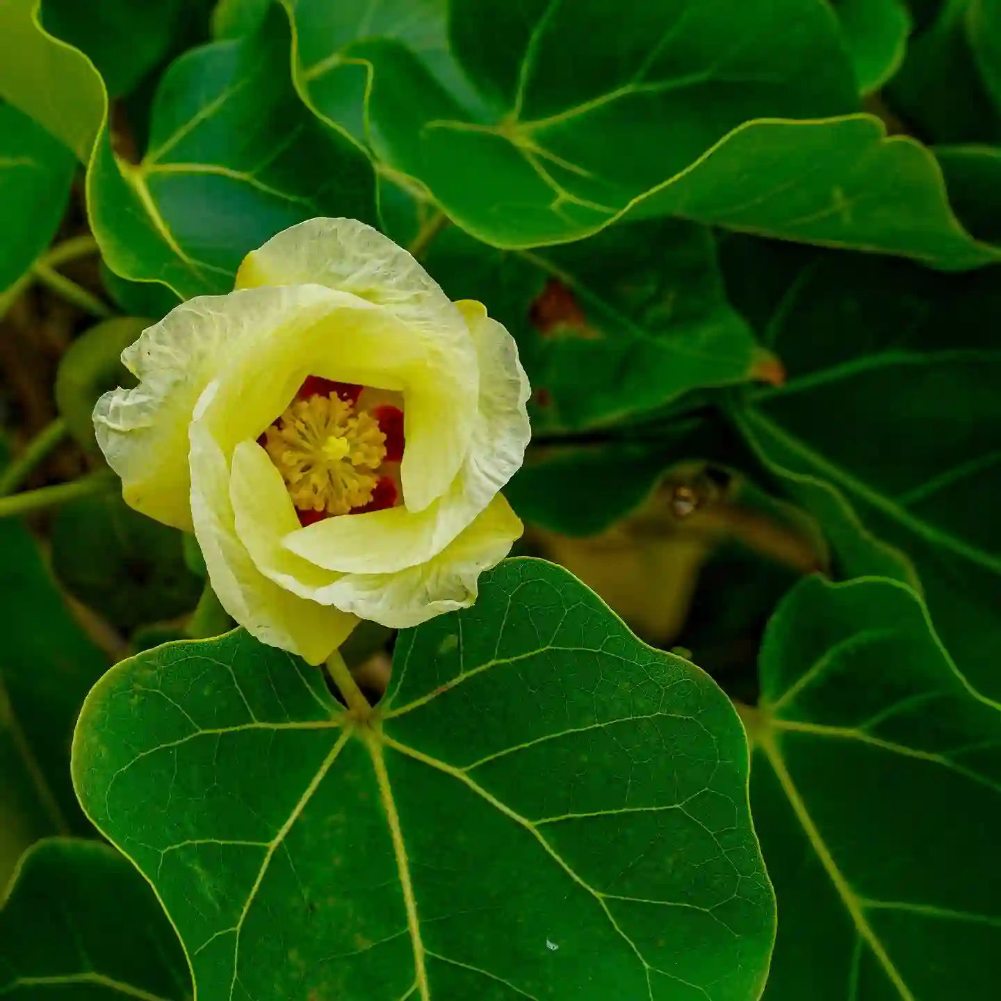 Plant FAQs: Thespesia Populnea - Portia Tree - Mellow Apple