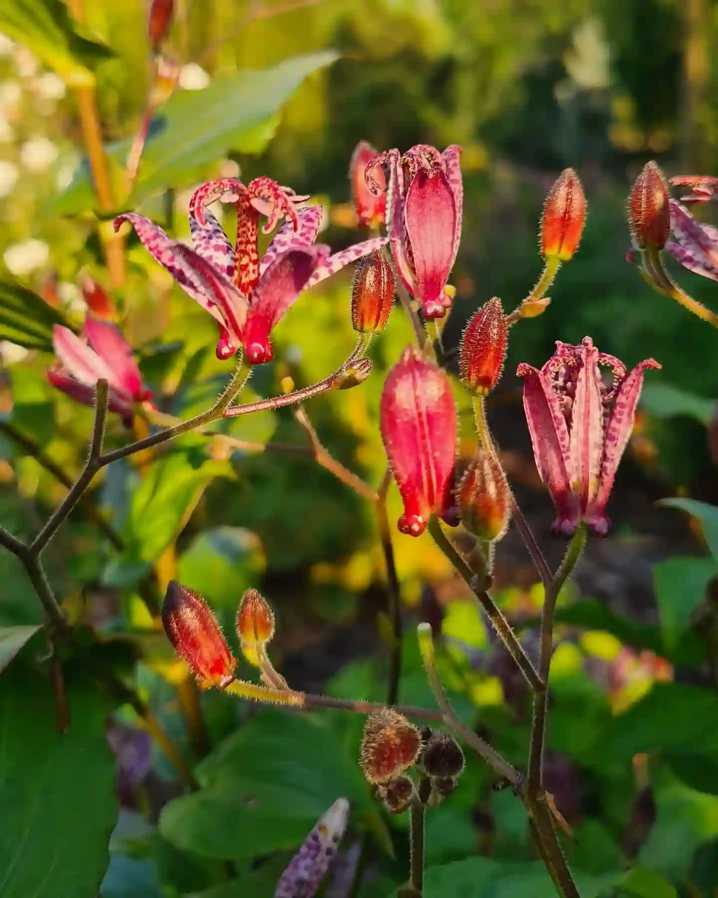 Plant FAQs: Tricyrtis Hirta - Hairy Toad Lily