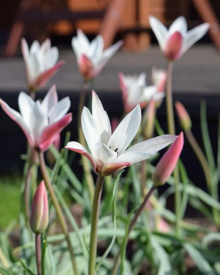 Plant FAQs: Tulipa Clusiana - Lady Tulip