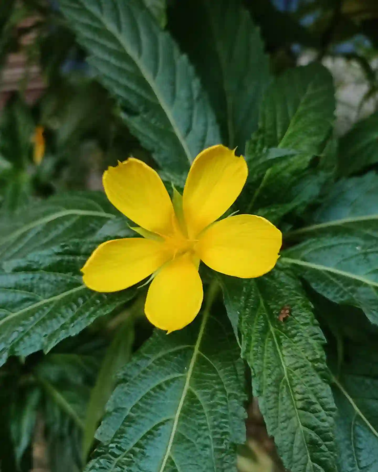 Plant FAQs: Turnera Diffusa - Damiana