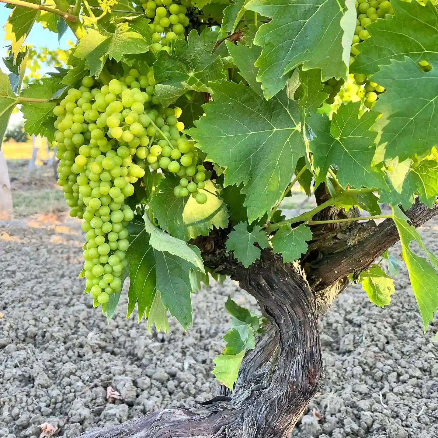 Plant FAQs: Ugni Blanc Grape - Vitis Vinifera