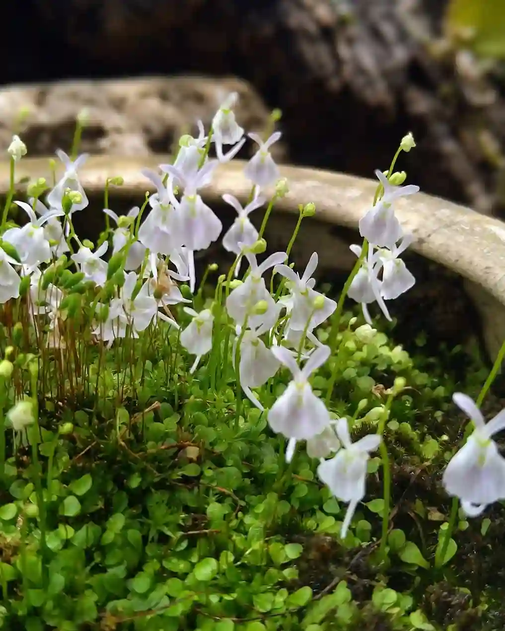 Plant FAQs: Utricularia Sandersonii