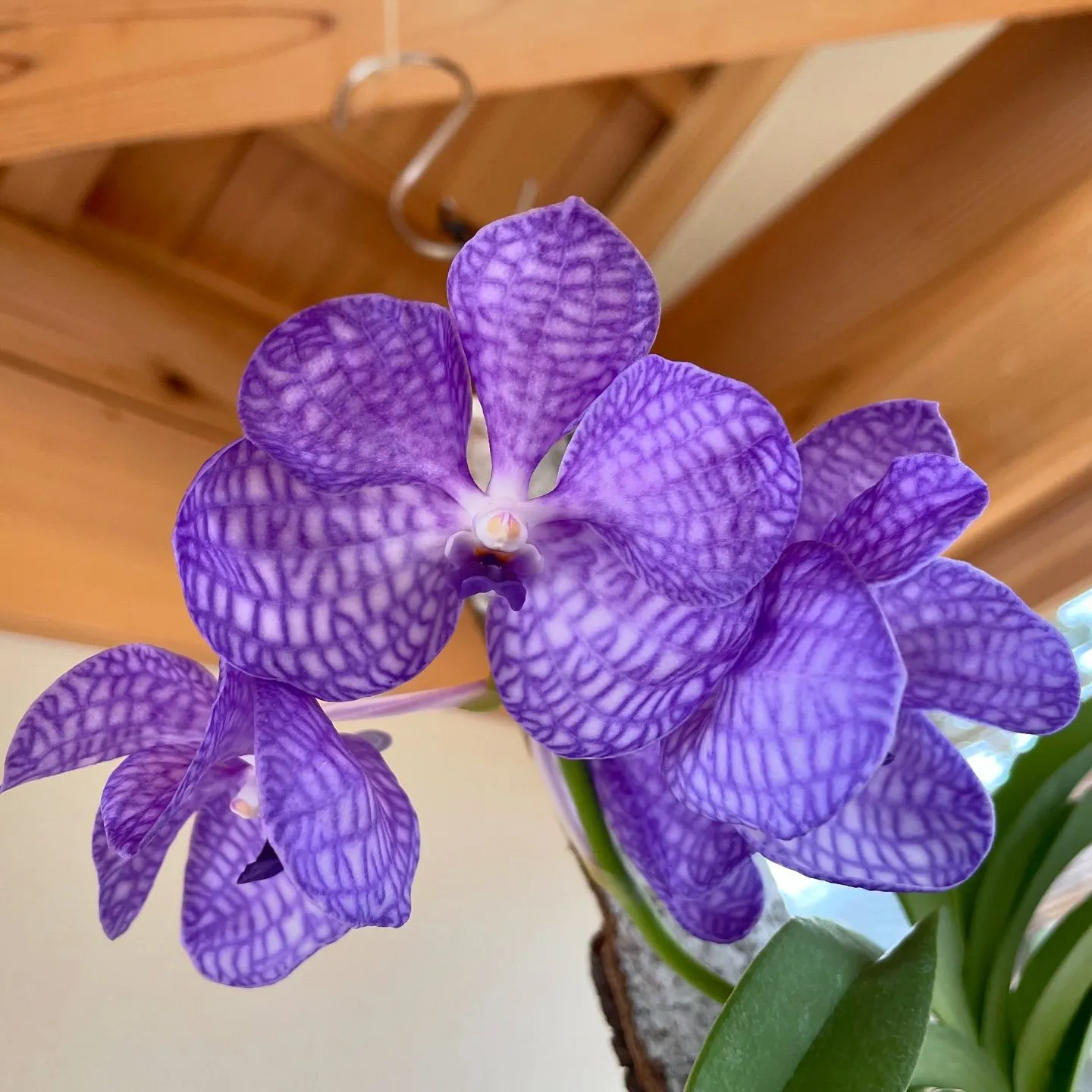 Plant FAQs: Vanda Coerulea - Blue Vanda