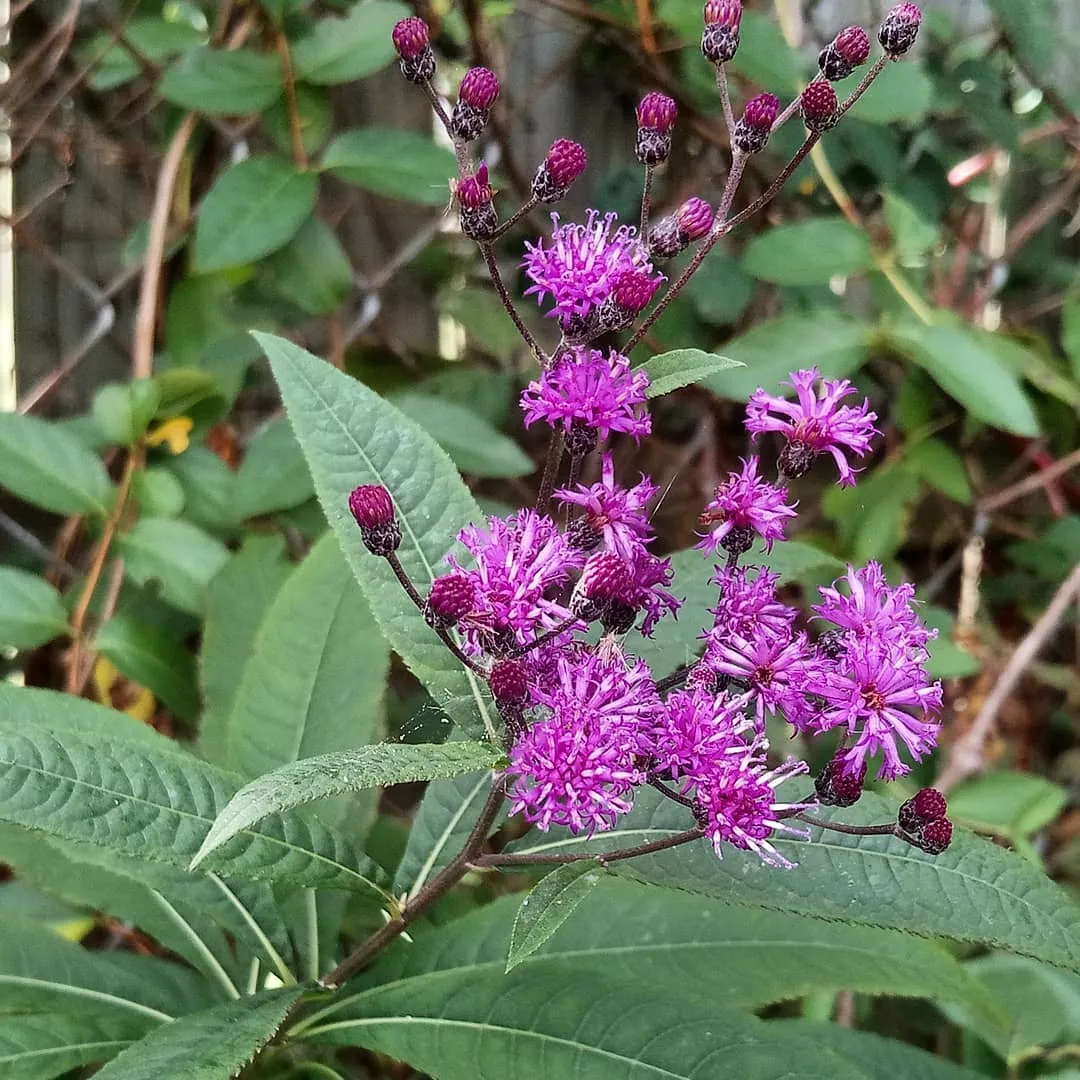 Plant FAQs: Vernonia Baldwinii