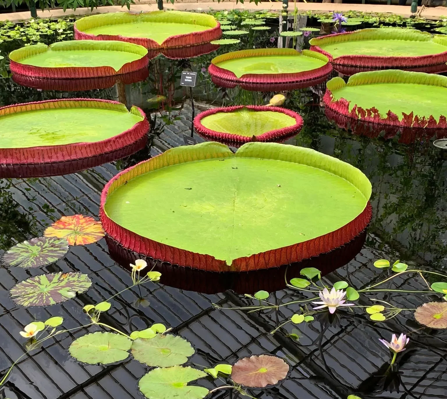 Plant FAQs: Victoria Boliviana - The Worlds Largest Lily Pad