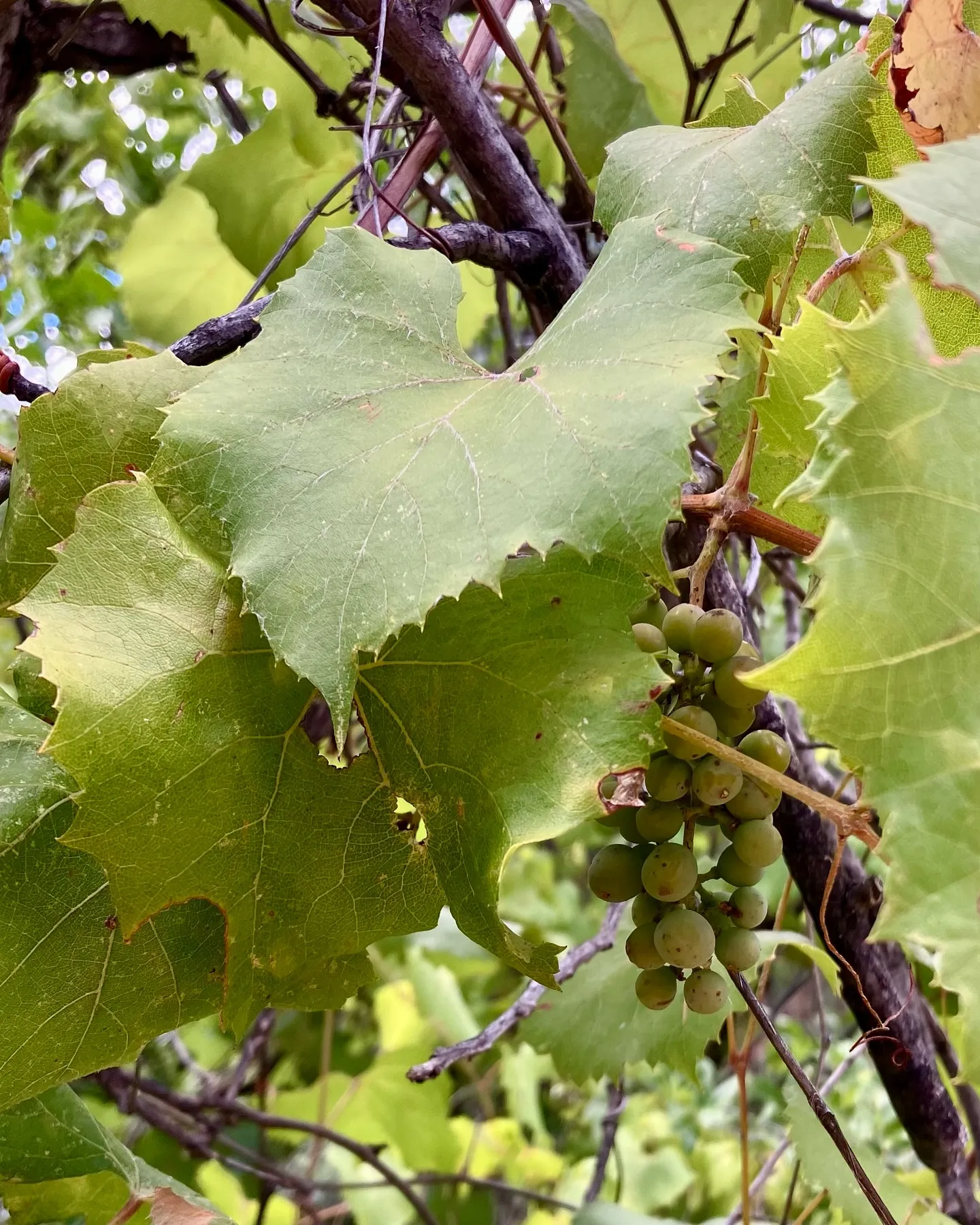 Plant FAQs: Vitis Arizonica - Canyon Grape