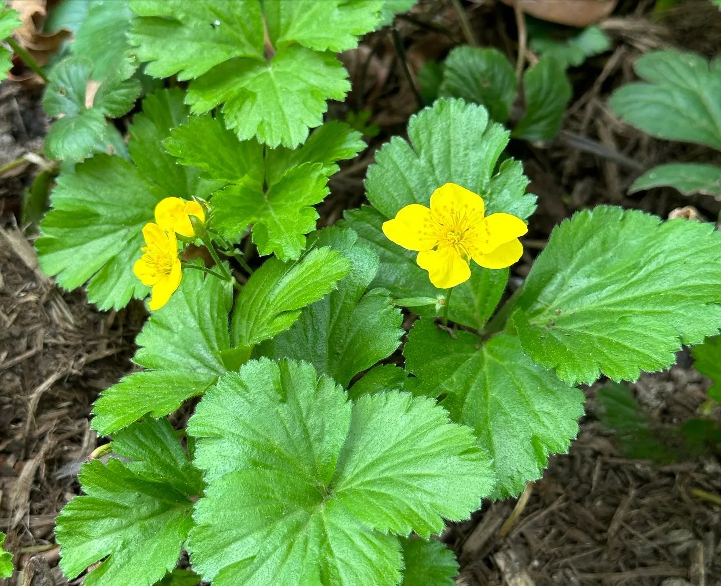 Plant FAQs: Waldsteinia Fragarioides - Barren Strawberry