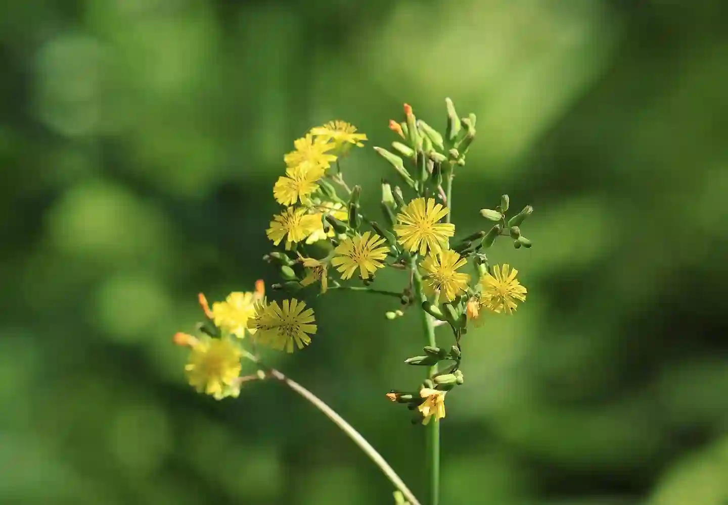 Plant FAQs: Japanese Hawkweed - Youngia Japonica