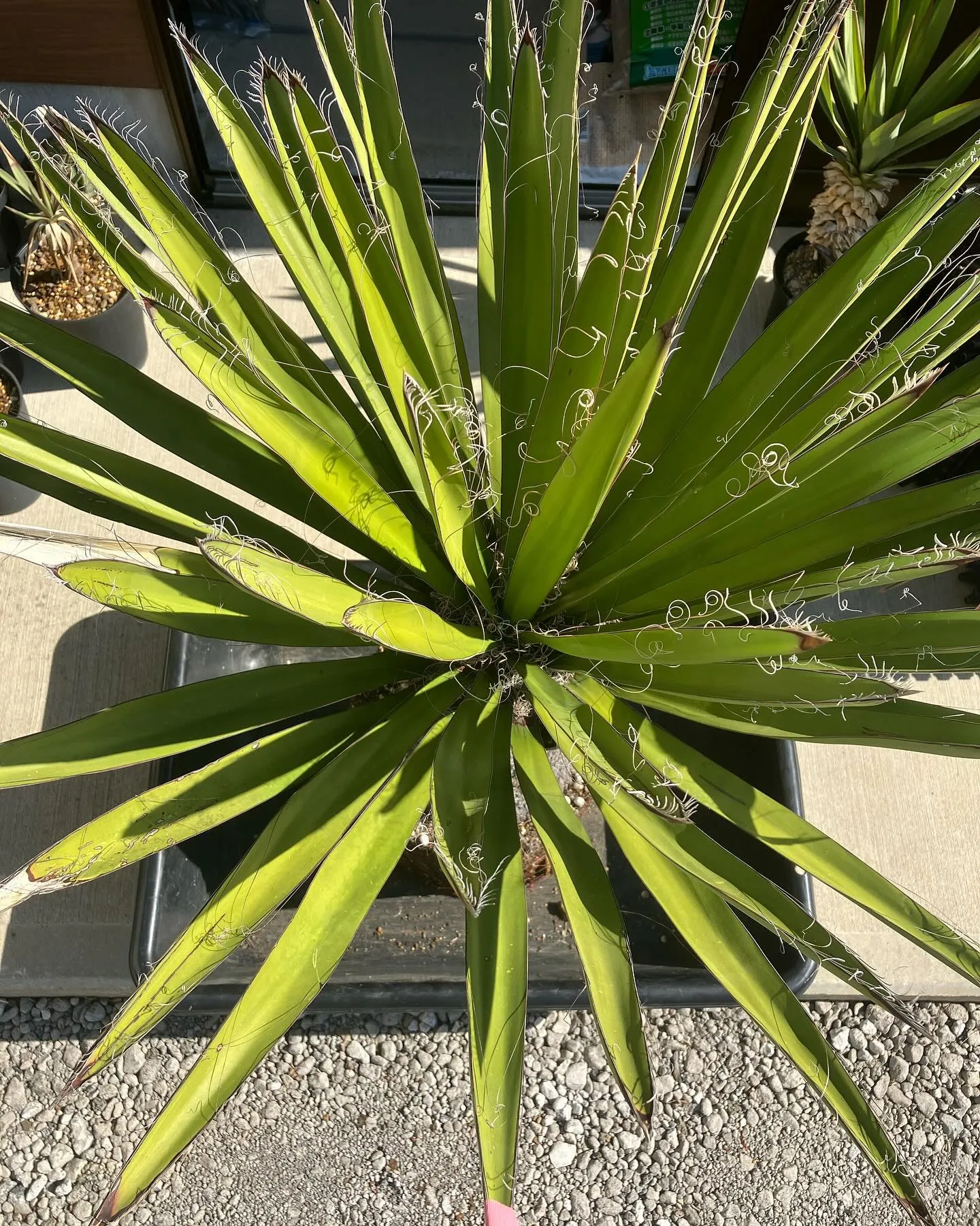 Plant FAQs: Faxon Yucca - Yucca Faxoniana