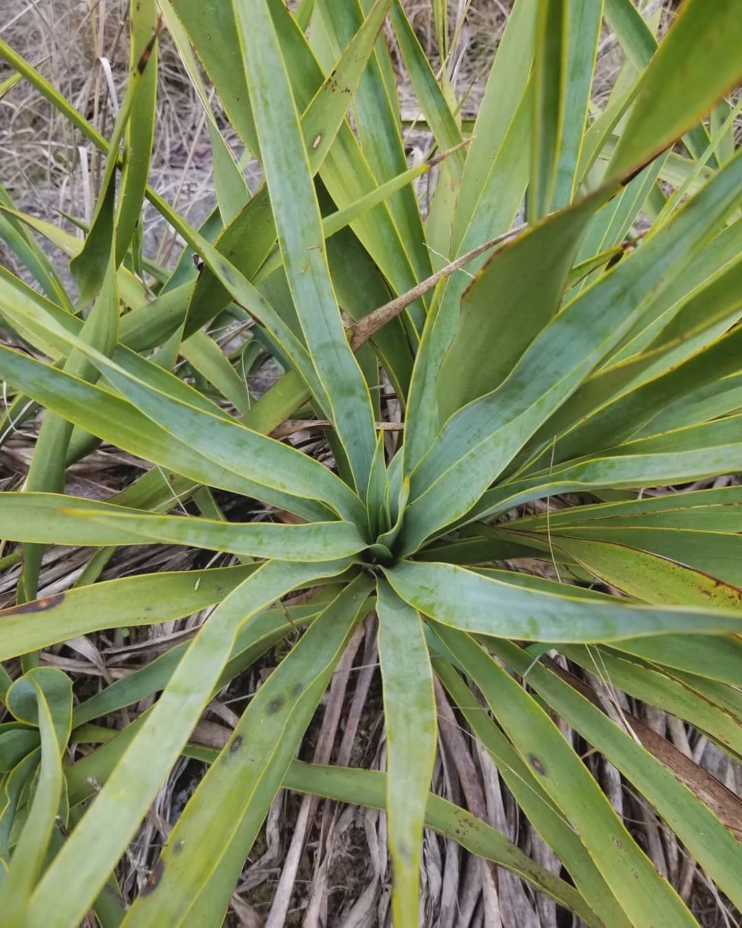 Plant FAQs: Yucca Rupicola - Twistleaf Yucca
