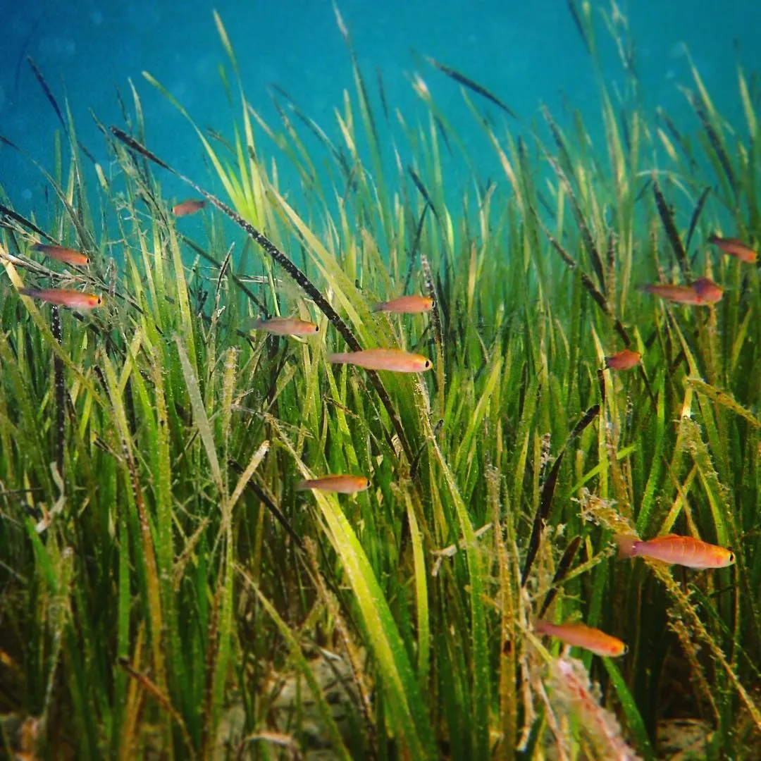 Plant FAQs: Zostera Marina - Eelgrass