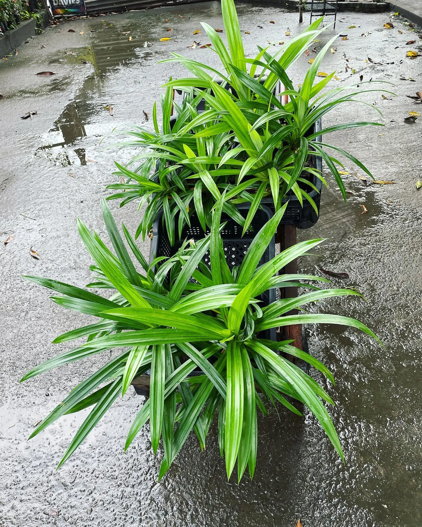 Plant FAQs: Pandanus Amaryllifolius - Pandan