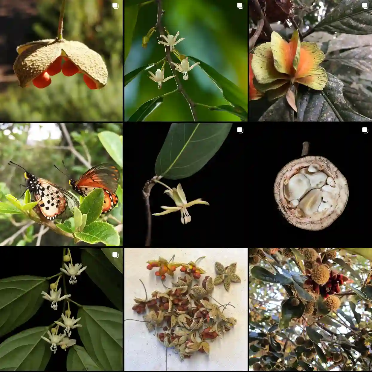 Plant Family: 31 Genera in Achariaceae