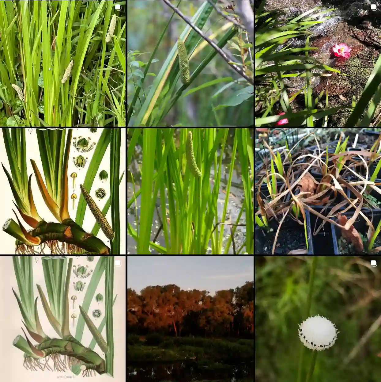 Plant Family: Acoraceae - 4 Species in Genus Acorus