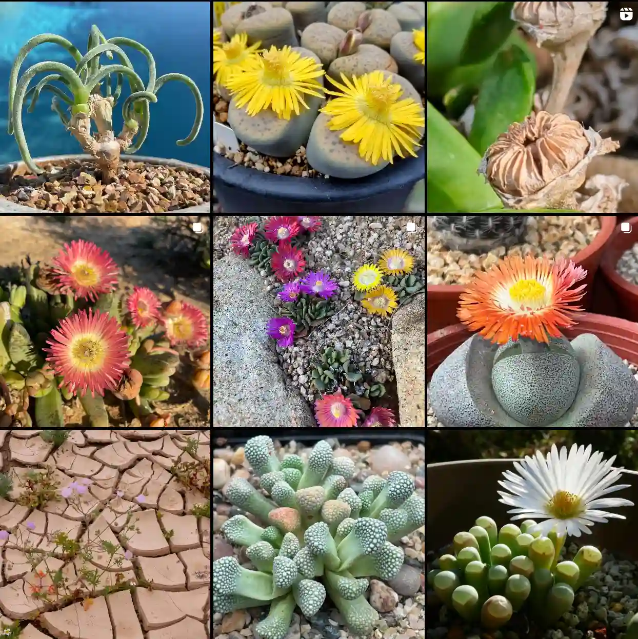 Plant Family: 137 Genera in Aizoaceae