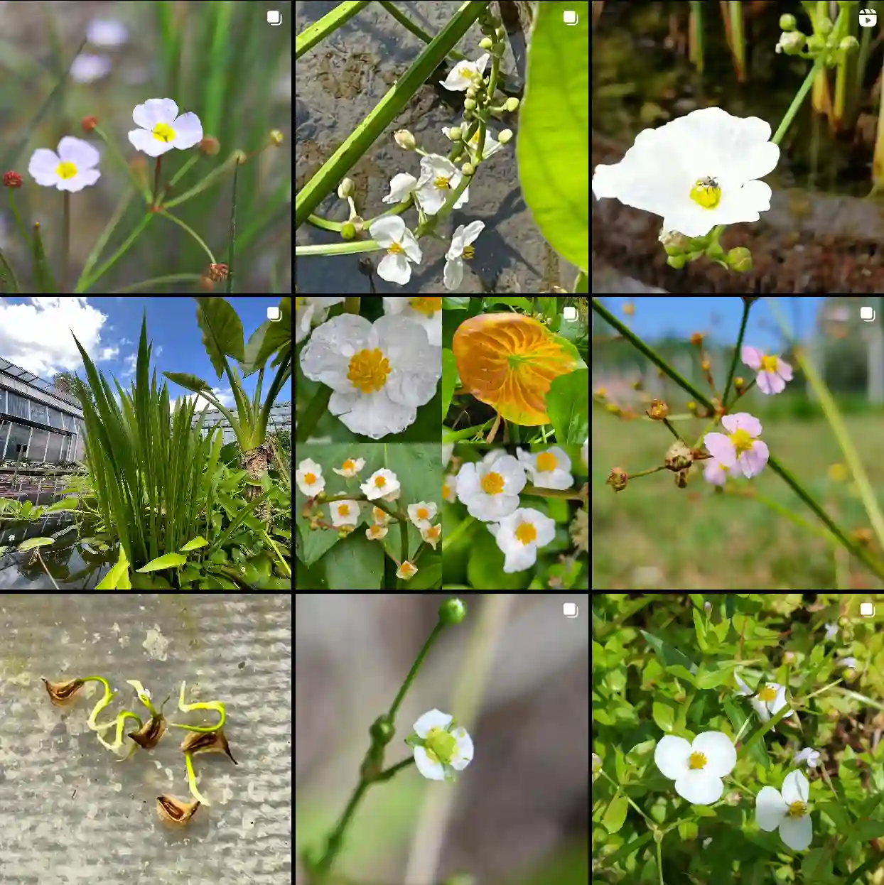 Plant Family: 18 Genera in Alismataceae - Water-plantain Family