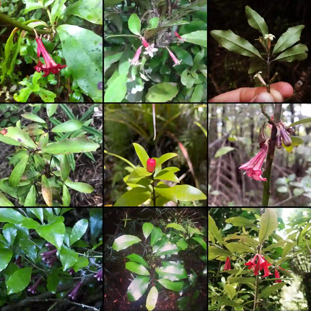 Plant Family: 4 Genera in Alseuosmiaceae