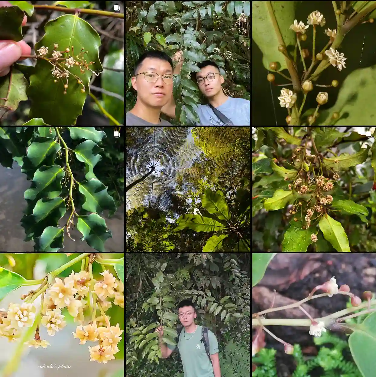 Plant Family: Amborellaceae - Amborella Trichopoda in Genus Amborella ...