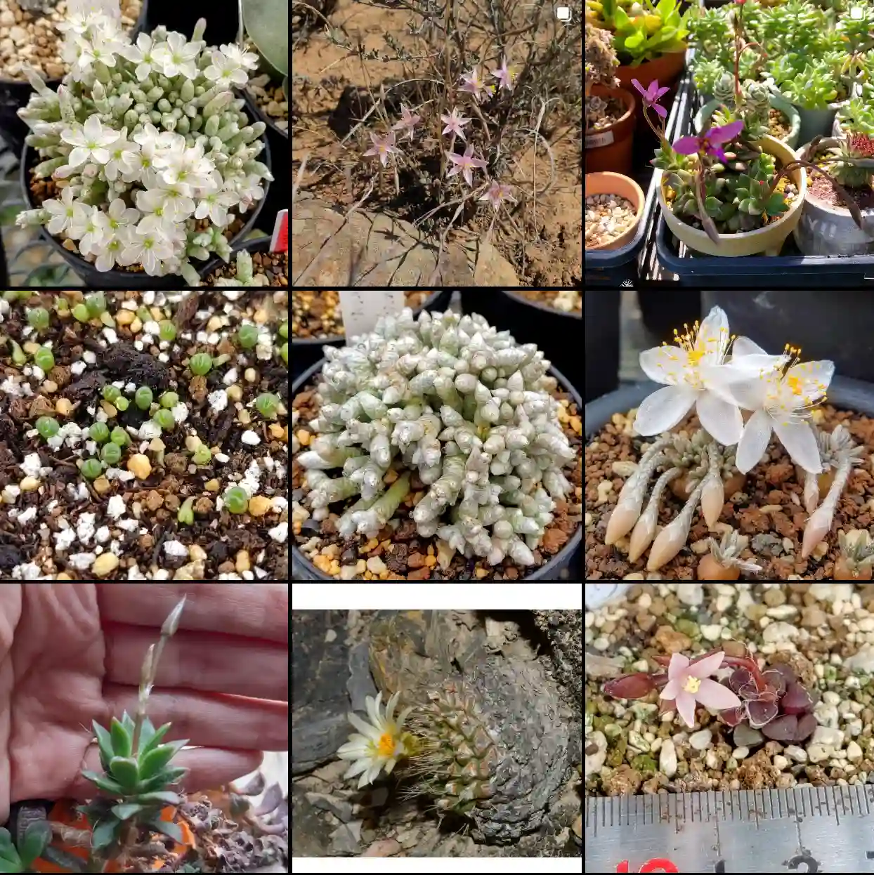 Plant Family: 3 Genera in Anacampserotaceae