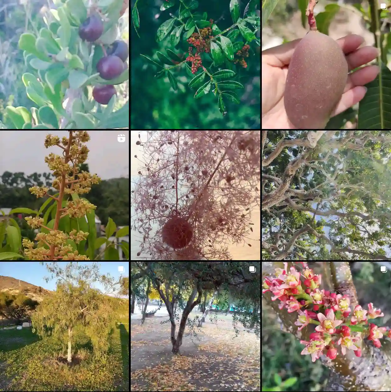 Plant Family: 81 Genera in Anacardiaceae