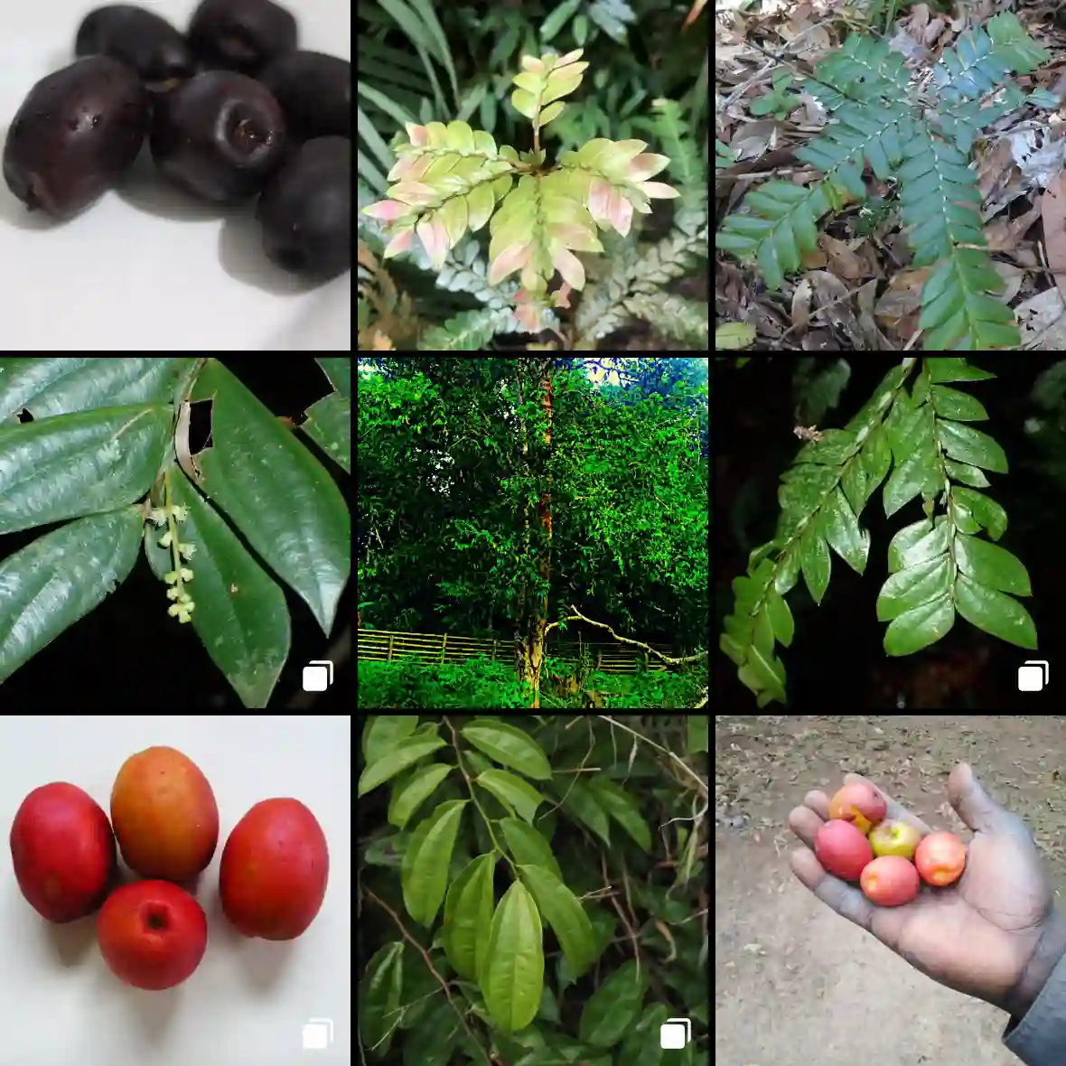 Plant Family: 4 Genera in Anisophylleaceae