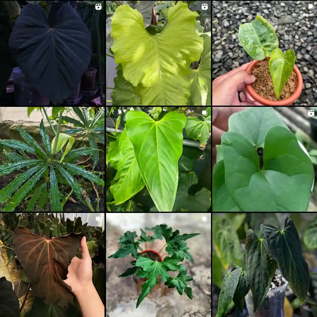 1327 Species in Genus Anthurium