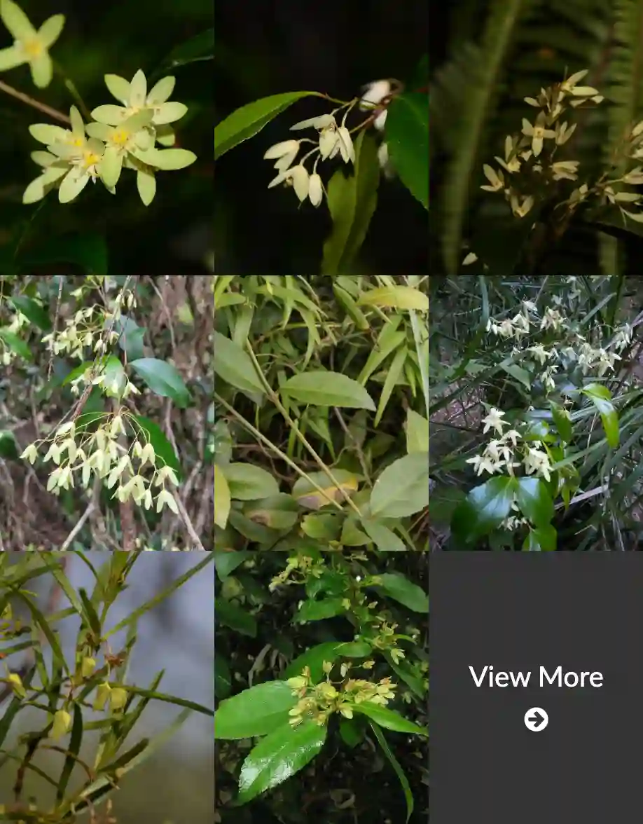 Plant Family: Aphanopetalaceae - Genus Aphanopetalum