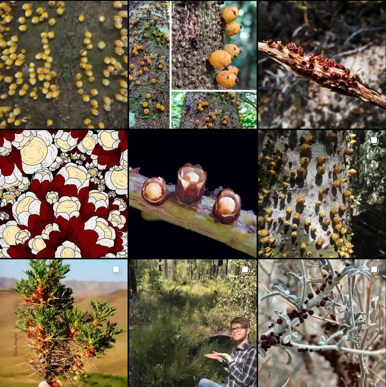 Plant Family: 2 Genera in Apodanthaceae